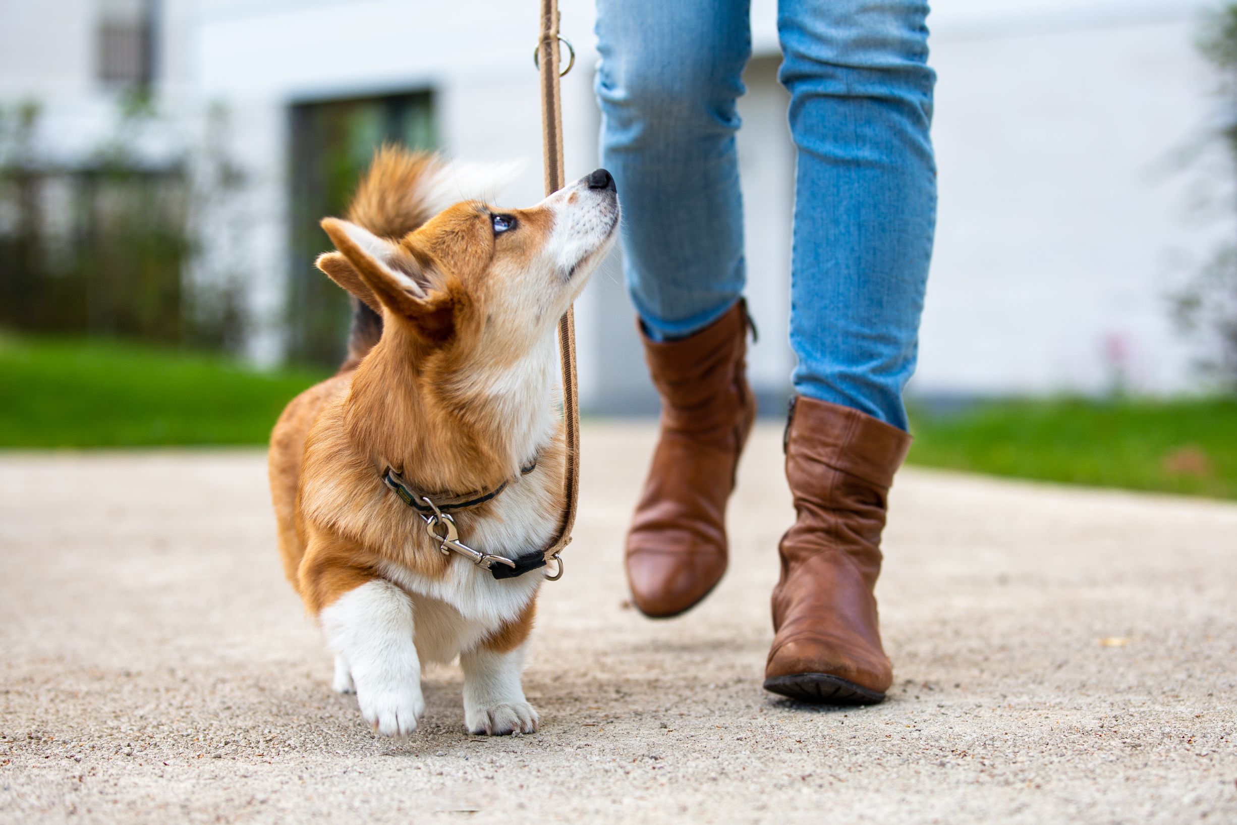 How Often Should I Walk My Golden Retriever
