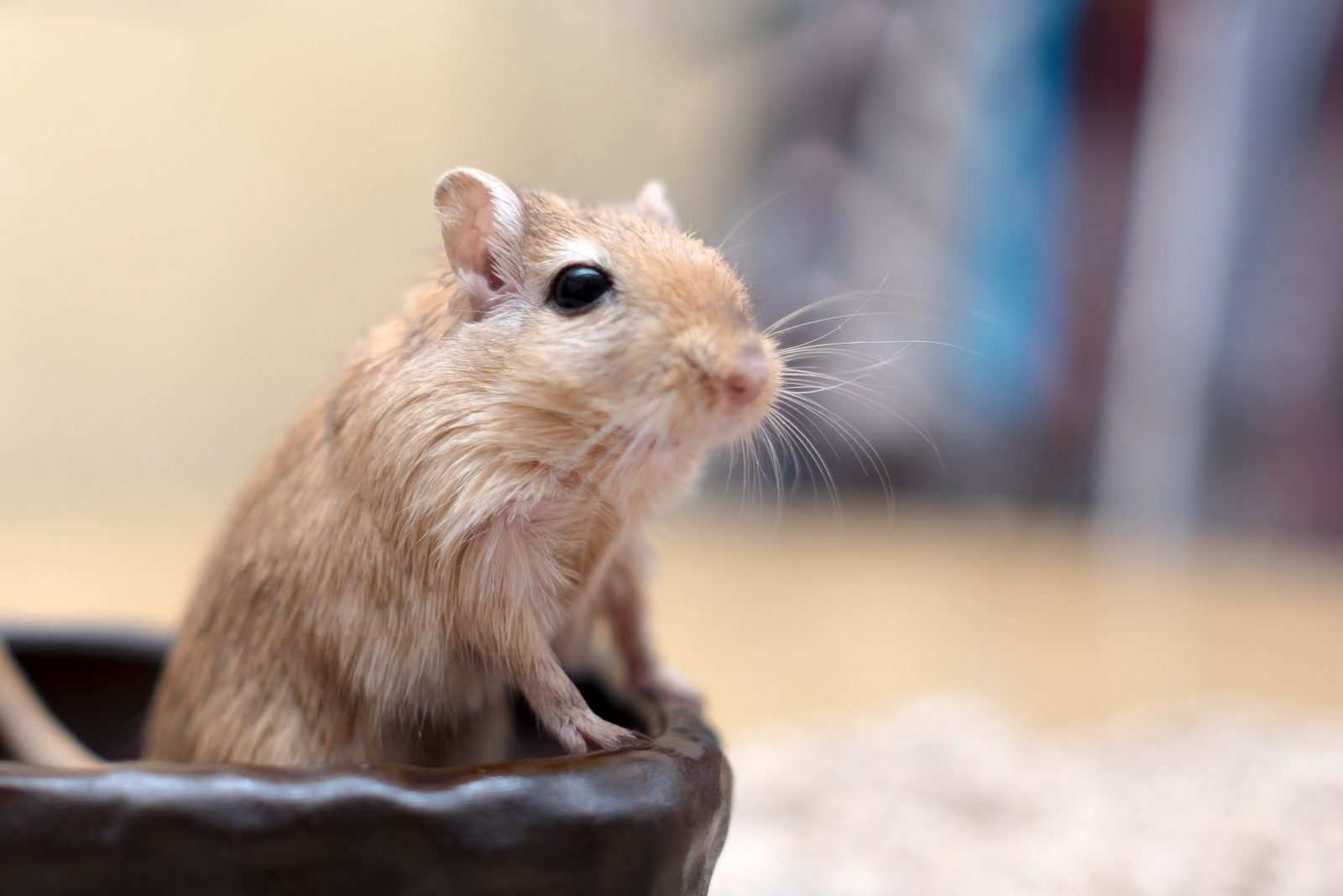Your Guide to Pocket Pet Care | Summeridge Animal Clinic | Summeridge ...